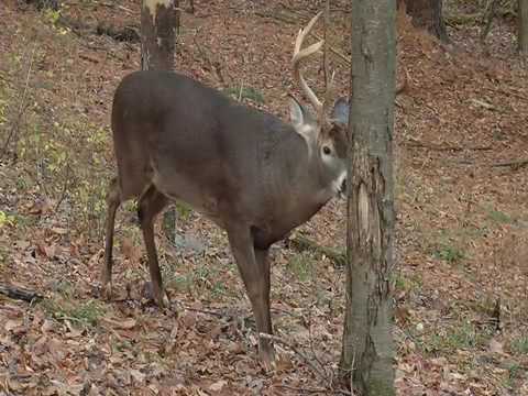 Whitetail Buck Rub - Deer & Deer Hunting Video - YouTube