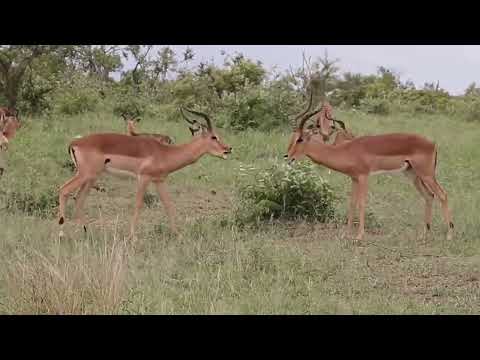 Impala Rams Fighting Copyright Free  AnimalVideos #deervideos #deer #animals ​⁠@animalstiger-s2t
