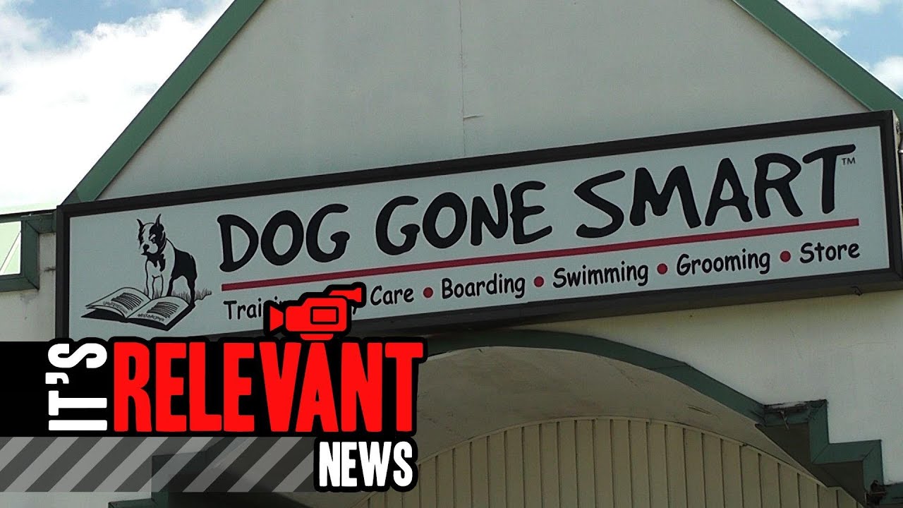 Dog Gone Smart To Celebrate 20th Anniversary - YouTube
