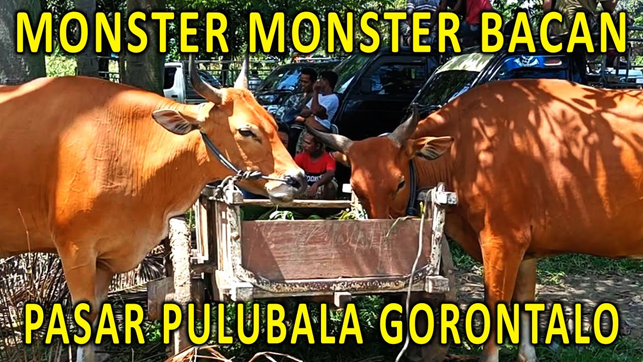 MONSTER SAPI BACAN DI PASAR SAPI GORONTALO, Sapi Monster - YouTube
