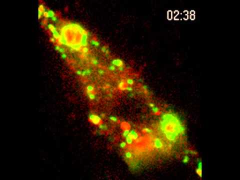 Animation of calcium channels that regulate the clearing of cell debris ...
