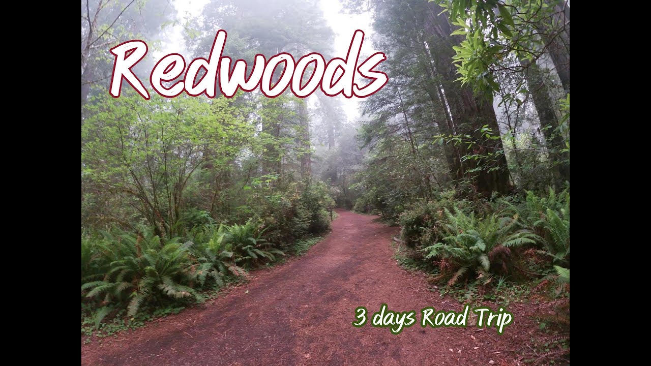 California Coastal Redwoods - 3 days Road Trip - YouTube