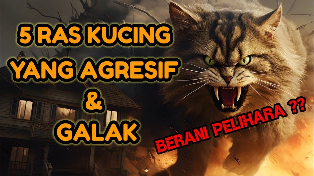 INILAH 5 RAS KUCING YANG AGRESIF DAN GALAK - YouTube
