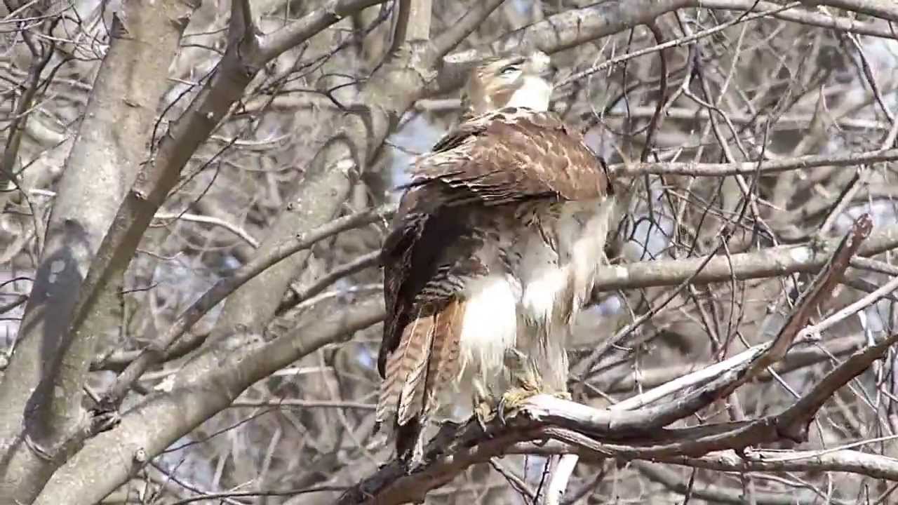 Red-tailed Hawk Preening - YouTube