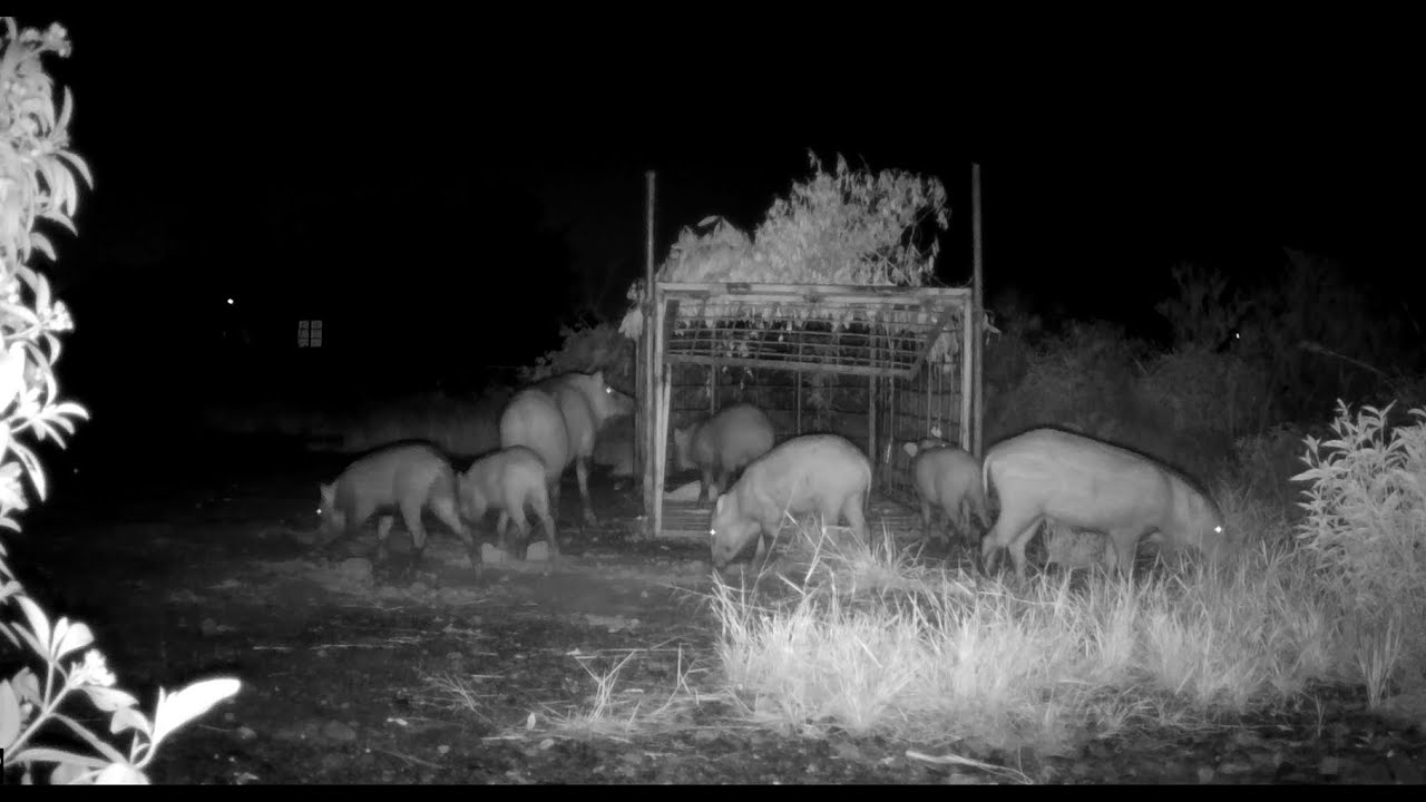 Learn The Actions Of A Trapped Wild Boar | Wild Boar Trap - YouTube