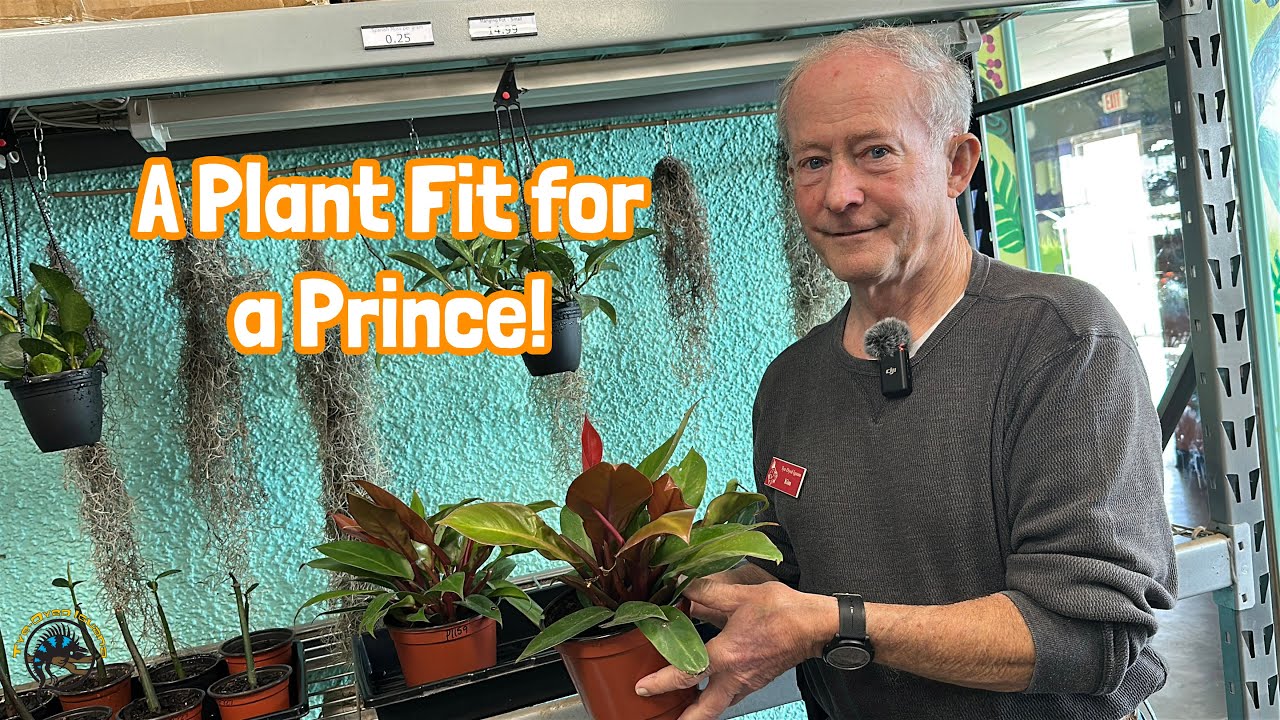 How to Take Care of a ROYAL Plant - The Prince of Orange! 🍊🧡 - YouTube