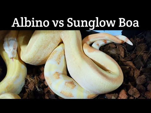 Albino and Sunglow Boa Constrictors - How to Tell The Difference - YouTube