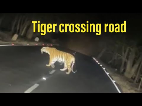 Royal Bengal Tigers crossing road at night #Save Tiger - YouTube
