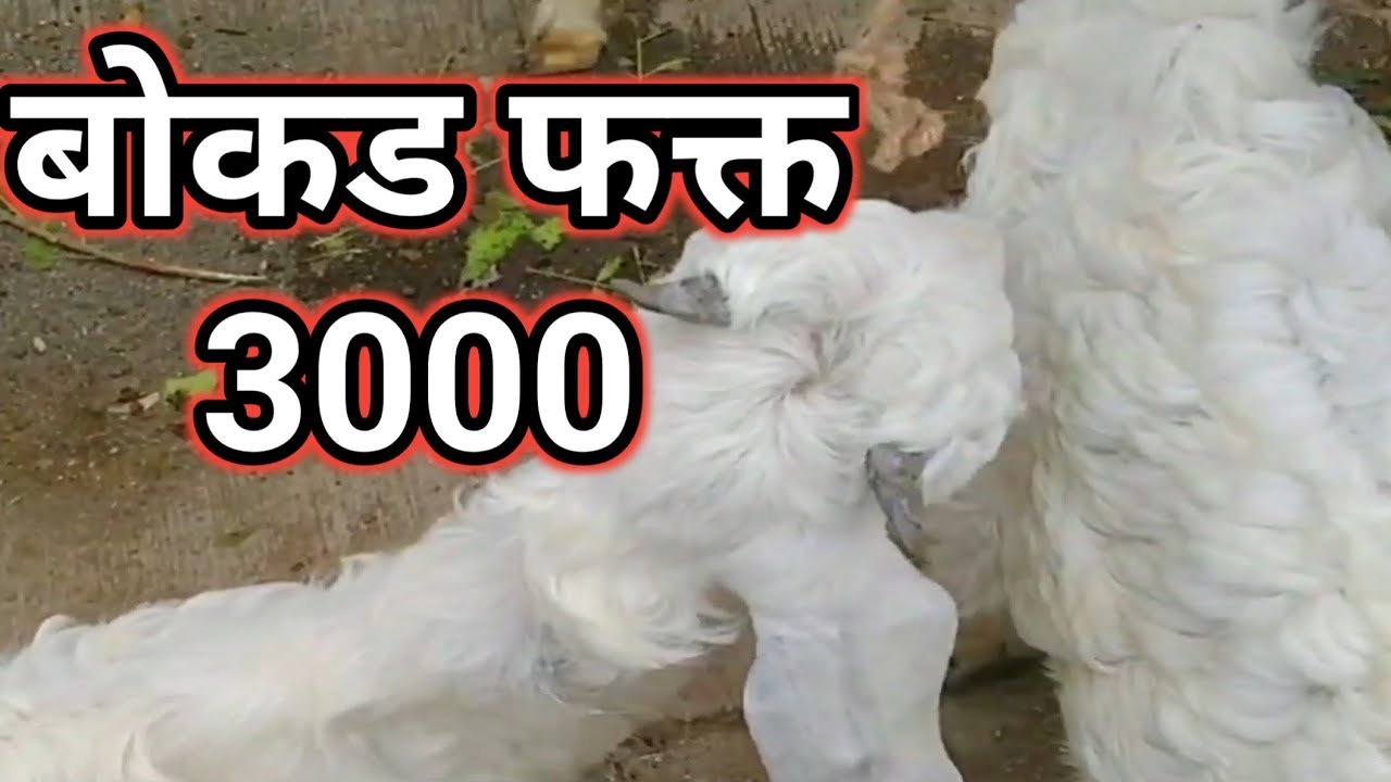 bokad palan : बोकड पालन - YouTube