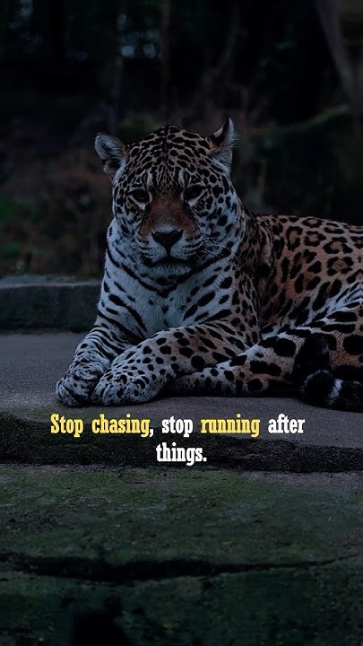 Sigma Rule🔥Stop Running After things, Work on yourself🔥#motivation # ...