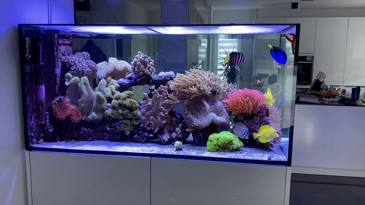 Reef tank Peninsula 500 Deluxe - Update with new fish 😎 - YouTube