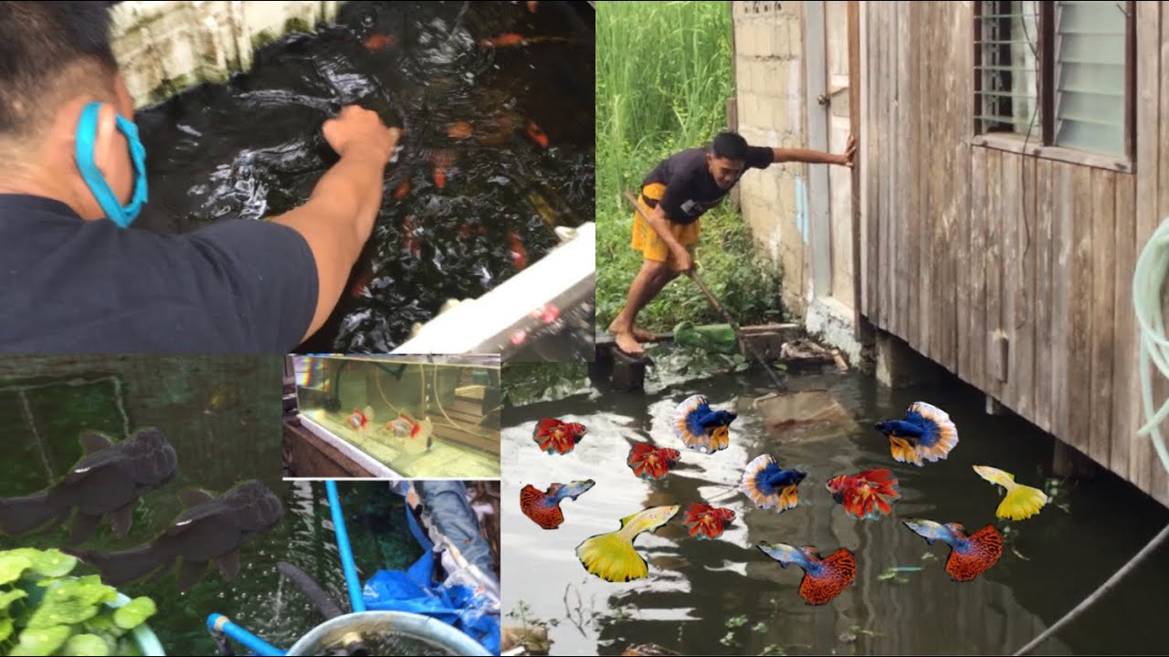 My friends mini fish farm With variety fishes - YouTube