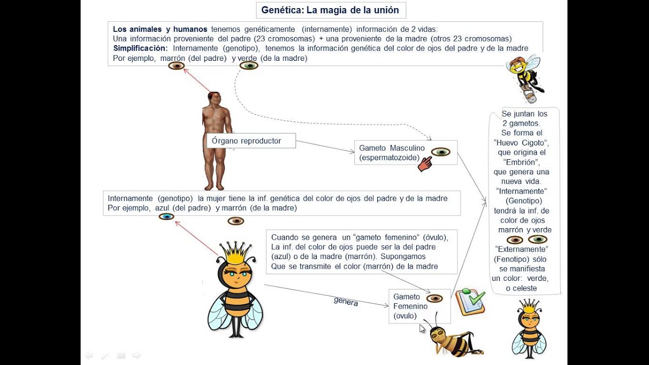 La curiosa genética de las abejas - YouTube
