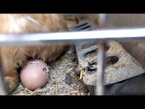 Mother hen helps her chick in egg to hatch