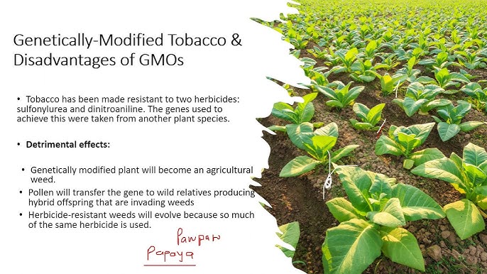 Genetic Engineering Agriculture