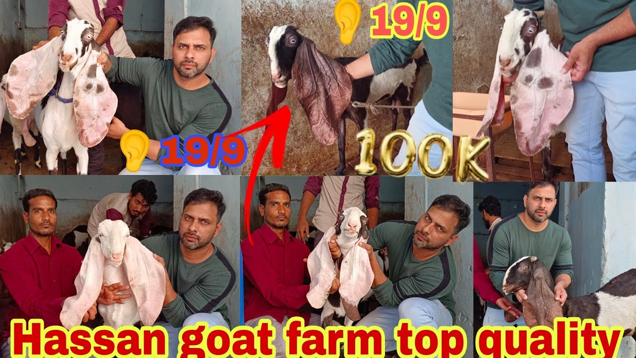 Hassan goat farm Hyderabadi female male Gulabi breedline India sale ...