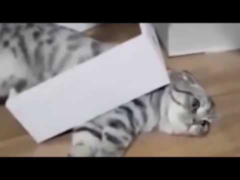 Bir Garip Hüzün Çöken Kedi :(