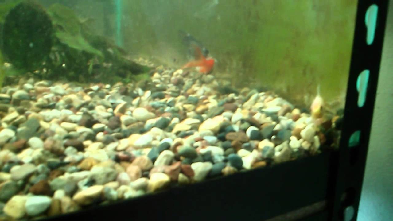nile perch eating - YouTube