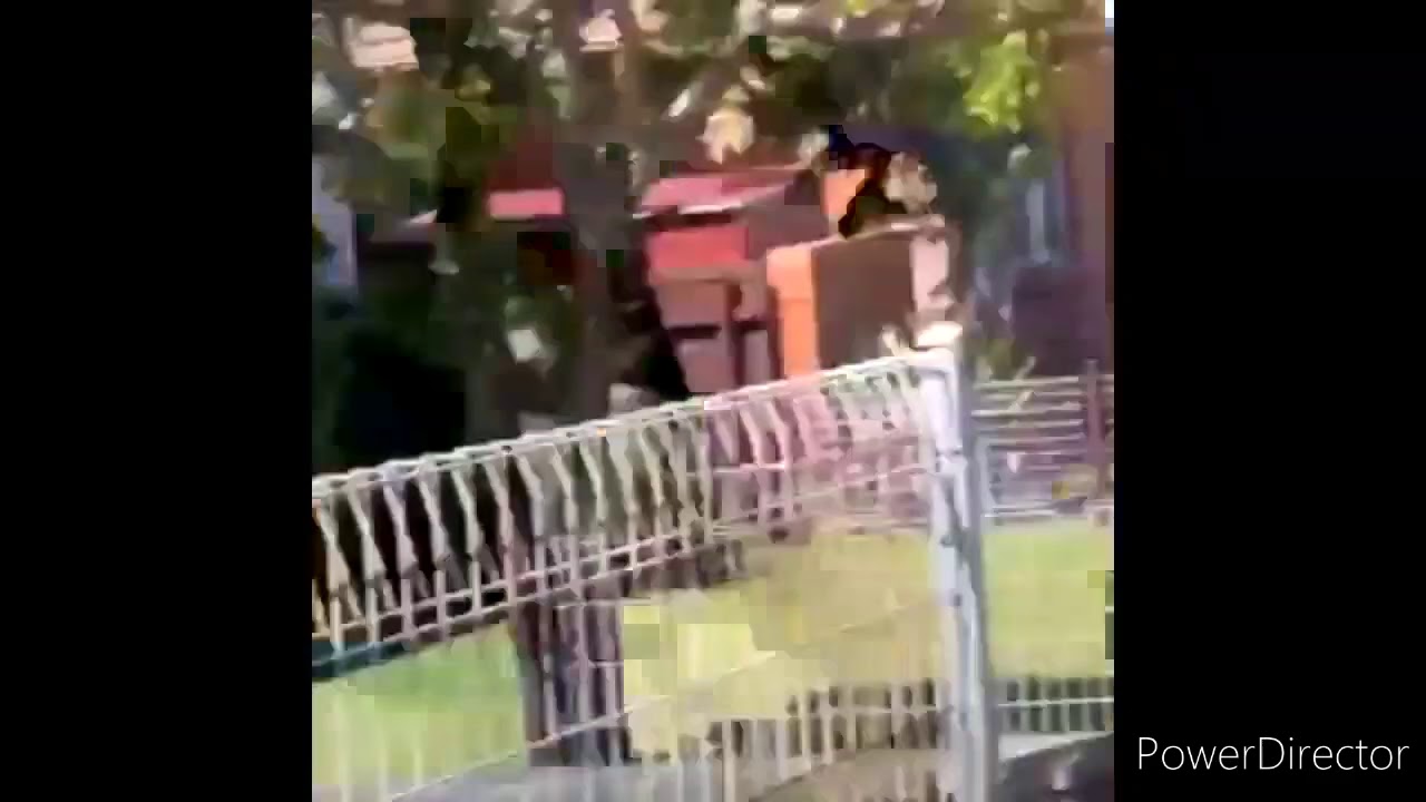 Roman holiday kid running from bird - YouTube