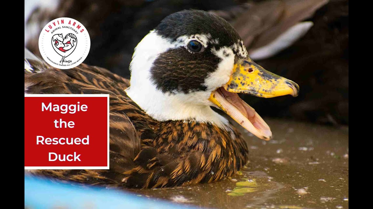 Maggie the Rescued Duck - YouTube