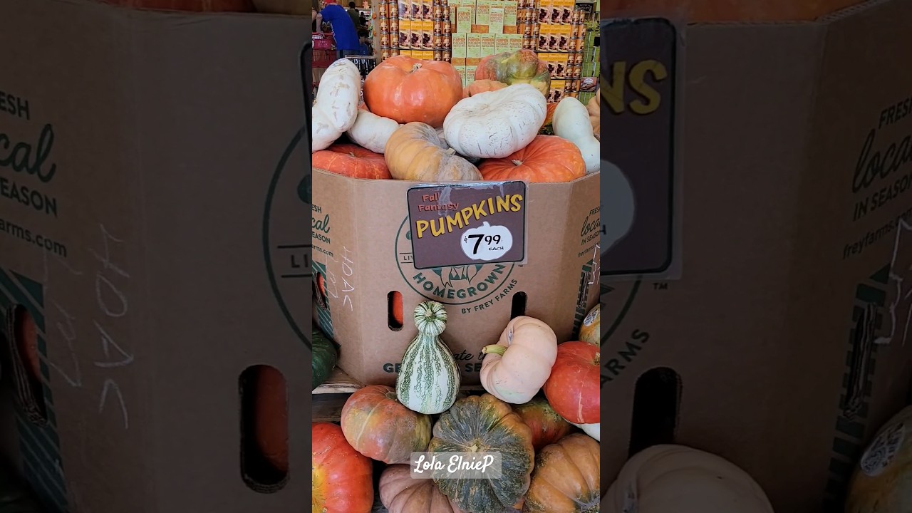 FALL FANCY PUMPKINS | BLAZE PUMPKINS | HALLOWEEN | TRADER JOE'S | #shorts | LOLA ELNIEP - YouTube