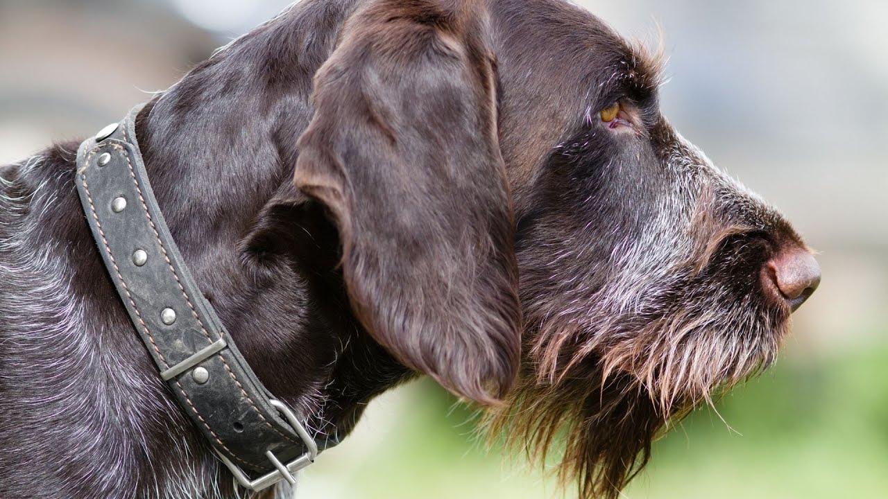 Hunting with a German Shorthaired Pointer: An Introduction to Their Hunting Skills - YouTube
