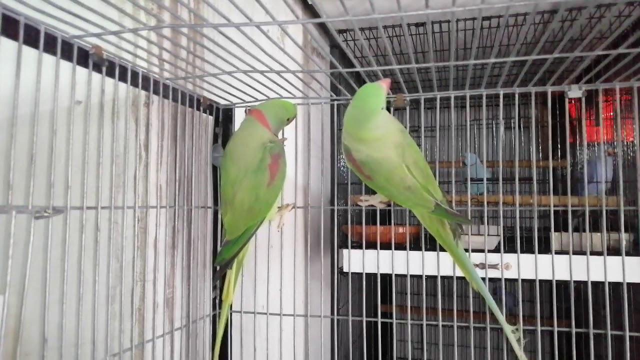 Pakistani raw bird pair 22 July 2020 - YouTube