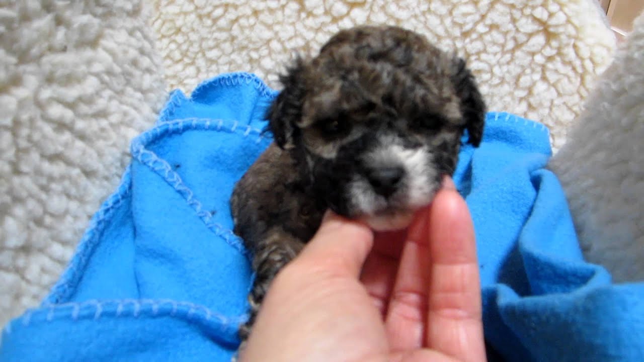 LillyBits - Elsa Puppy Selection - The Boys - YouTube