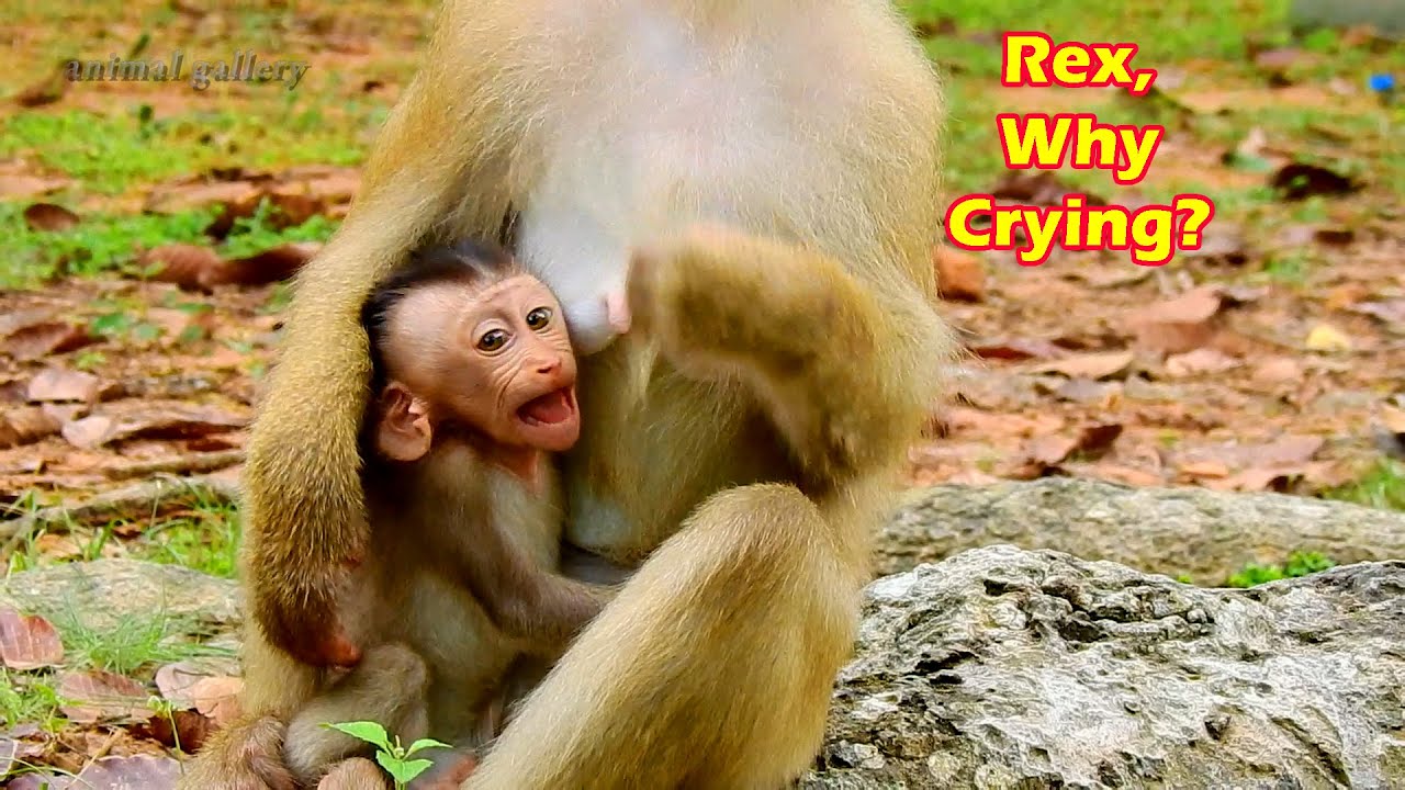 Why are crying Rex? baby monkey Rex looks unhappy and crying. - YouTube