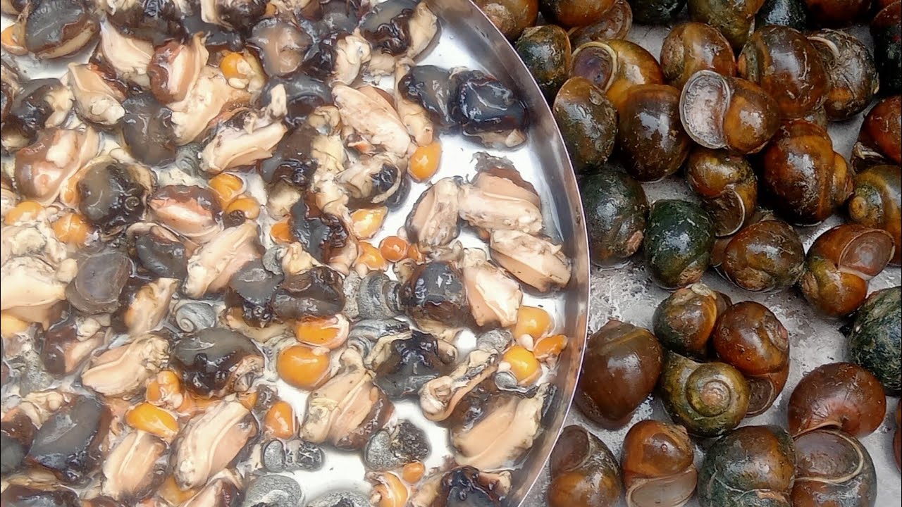 Healthy Snail Ghongha Banaye ek bar village style me aap bolenge pahale ...