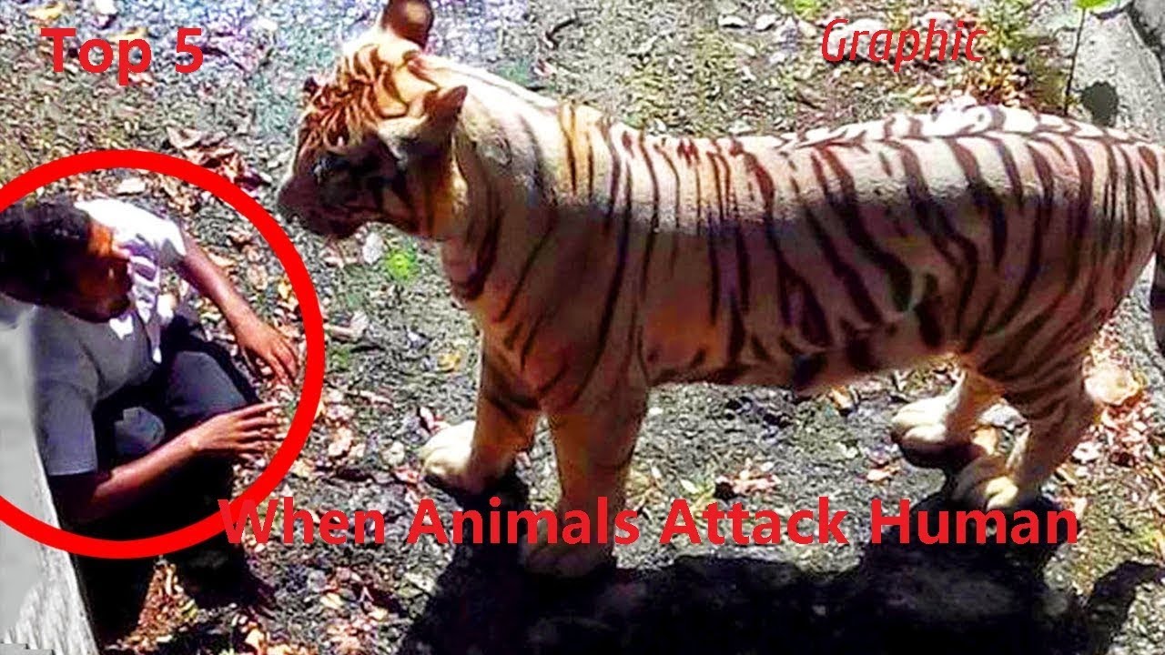 Top 5 REAL Animal Attack Caught On Tape [Graphic] - YouTube