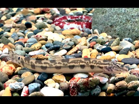 ニシシマドジョウ Japanese striped loach, nishishima-dojou Cobitis sp. BIWAE ...