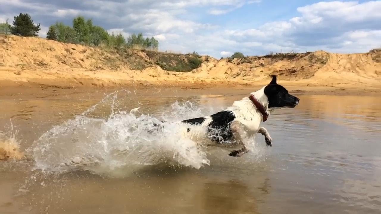 Slow Motion: Running Dog - YouTube