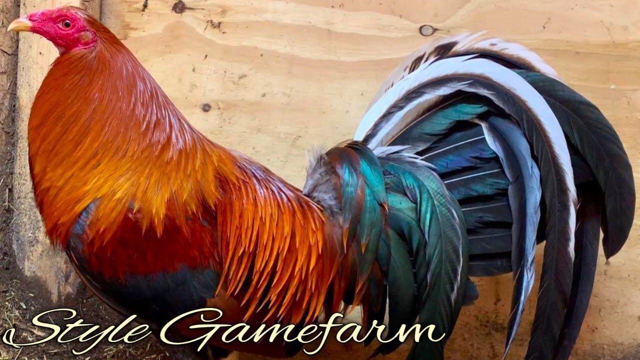 Sweater Rounhead Kelso - STYLE FARM - YouTube