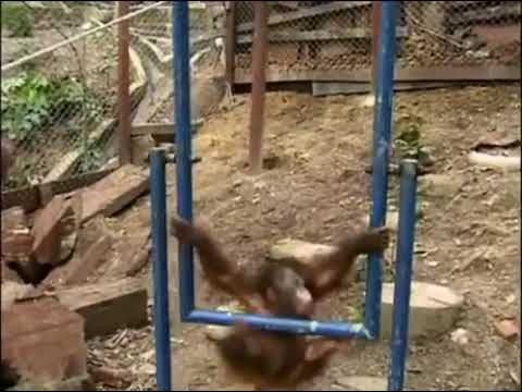 macaco batendo a cabeça (coitado bicho) | Monkey banging its head meme