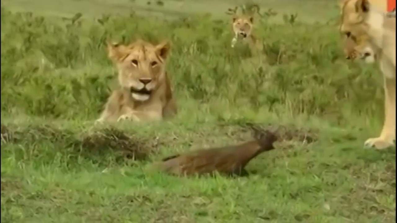 Amazing animals moments. Animals confrontation - YouTube