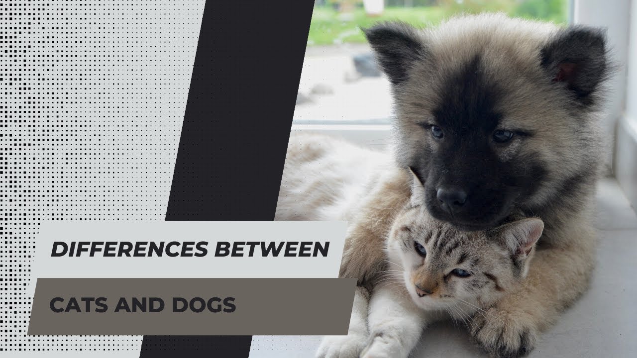 AI Talks: The Differences Between Cats and Dogs - YouTube