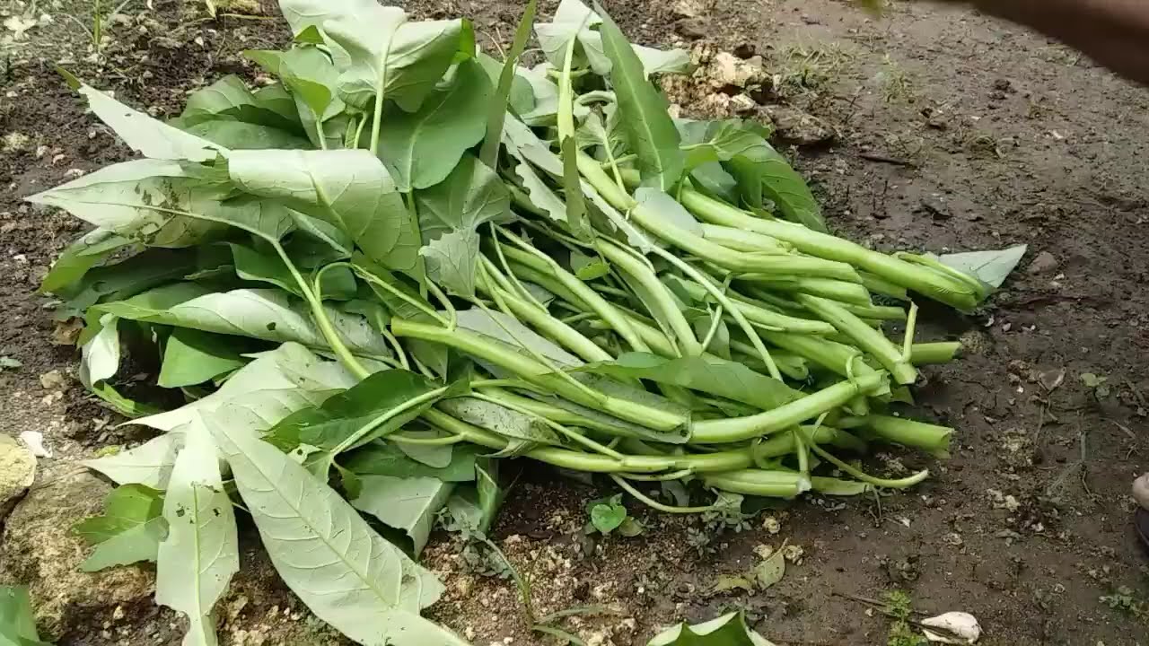 how to plant kankong (water spinach) from cuttings/ step by step ...