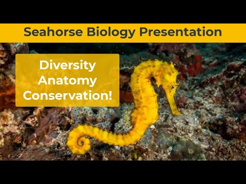 All About Seahorses! - YouTube