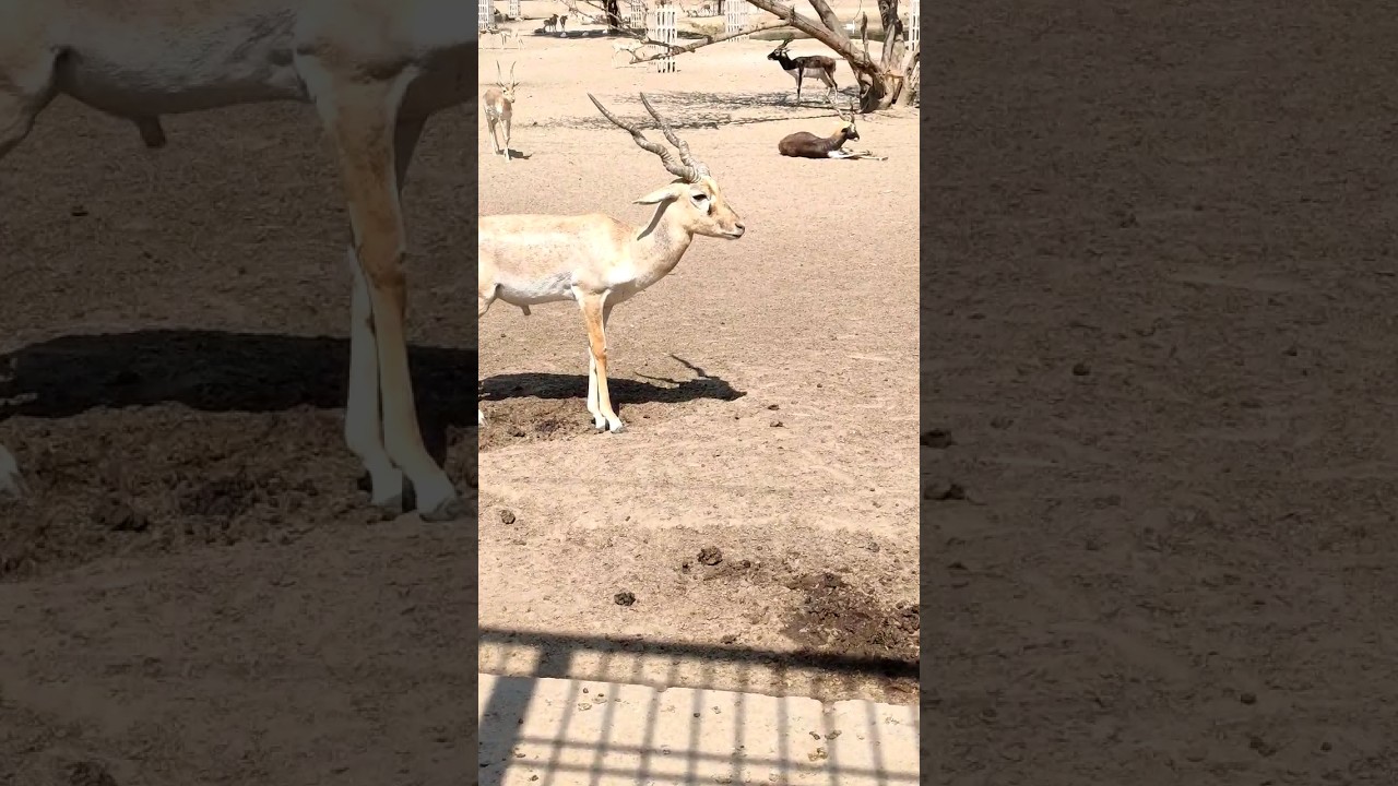 animal giraffe Raman reti Mathura#trending # - YouTube