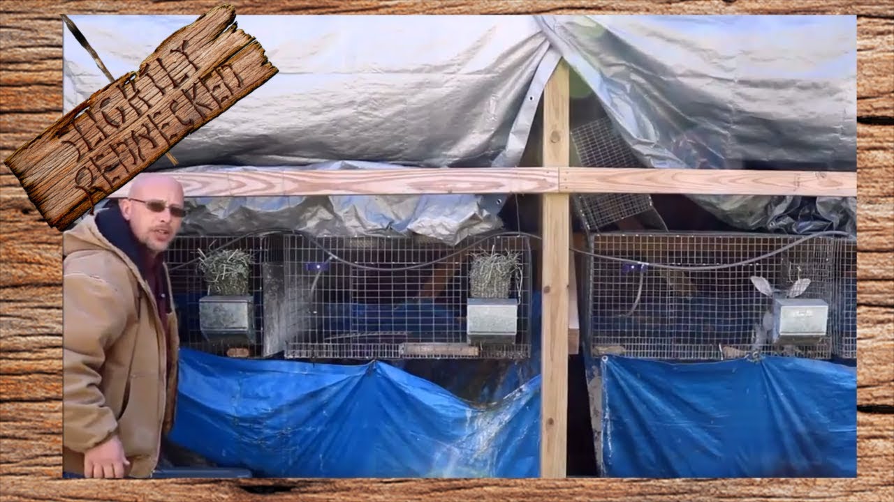 How to Get Rabbits To Breed - The SR Rabbit Update 10-31-17 - YouTube