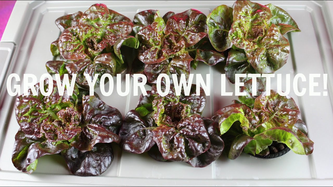 Homemade Hydroponics System | Kratky Lettuce Grow Part #2 - YouTube
