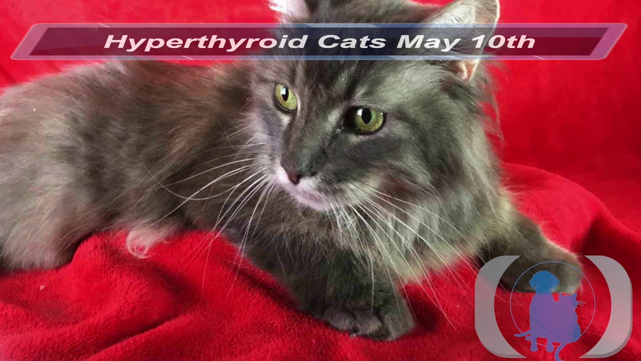 Hyperthyroid Cats May 10th - YouTube