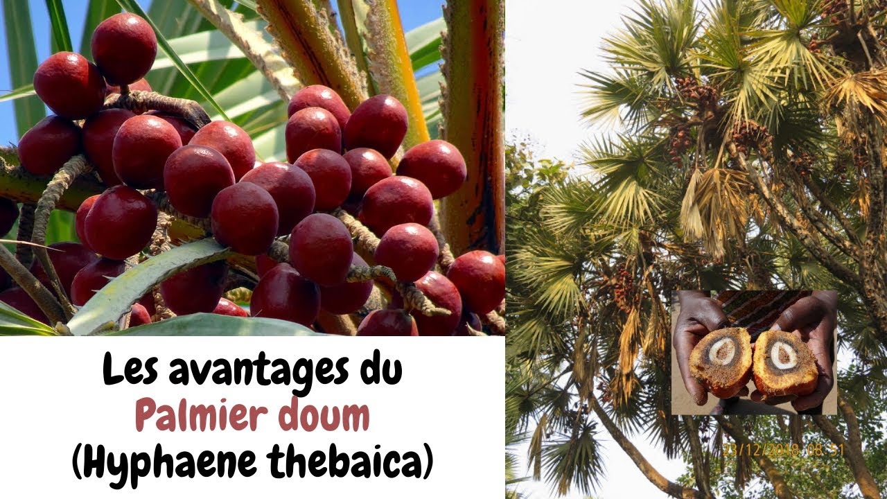 Les avantages du Palmier doum (Hyphaene thebaica) Touré Habbatou Saouda ...