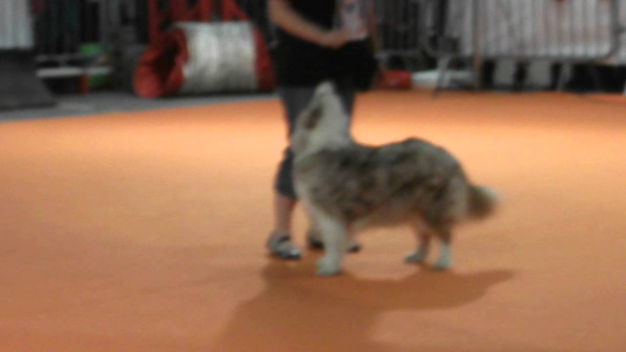 Doggy Dancing 1 - YouTube