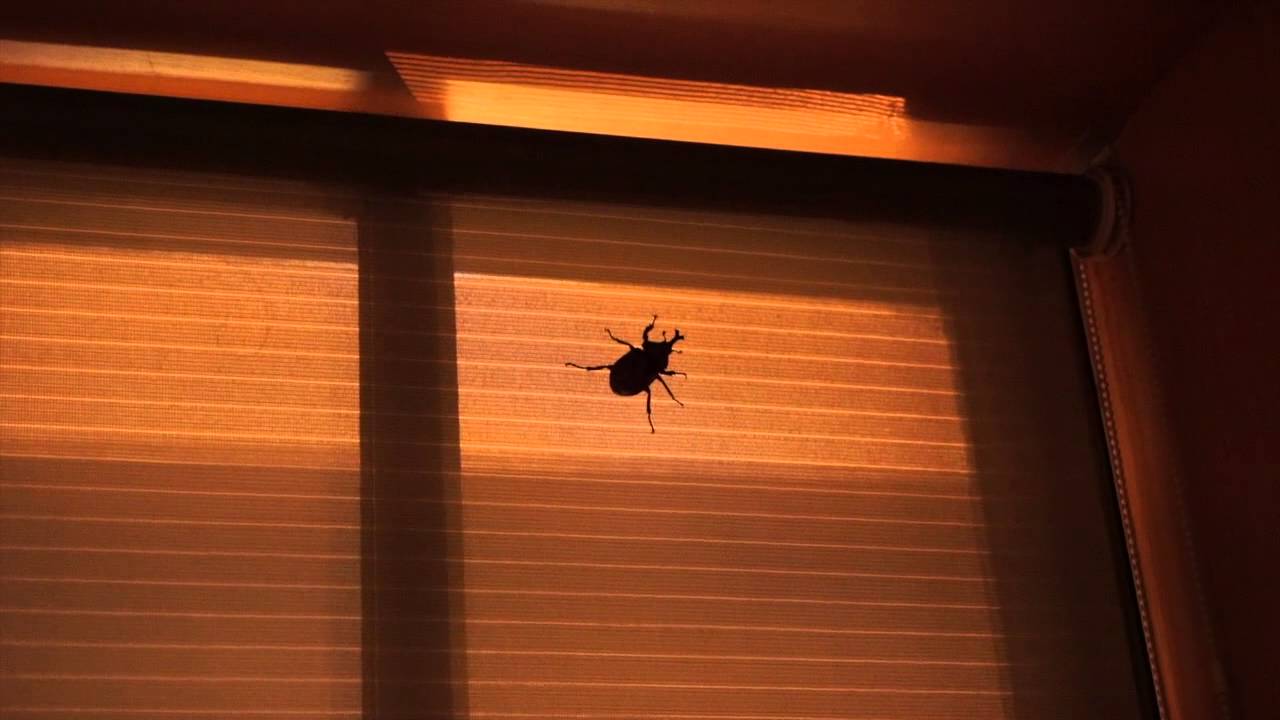 20150612 Night Flight of a Beetle - YouTube
