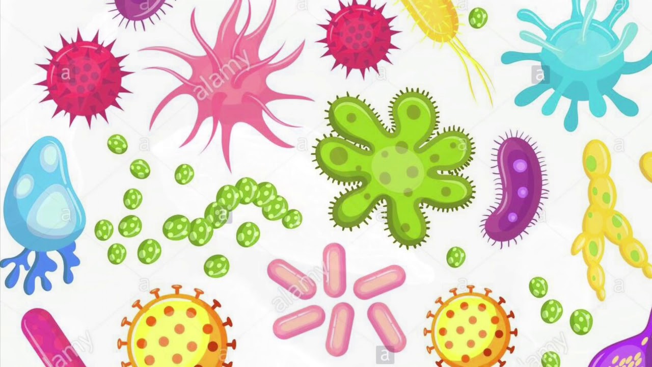 EL REINO PROTISTA 🦠 - YouTube