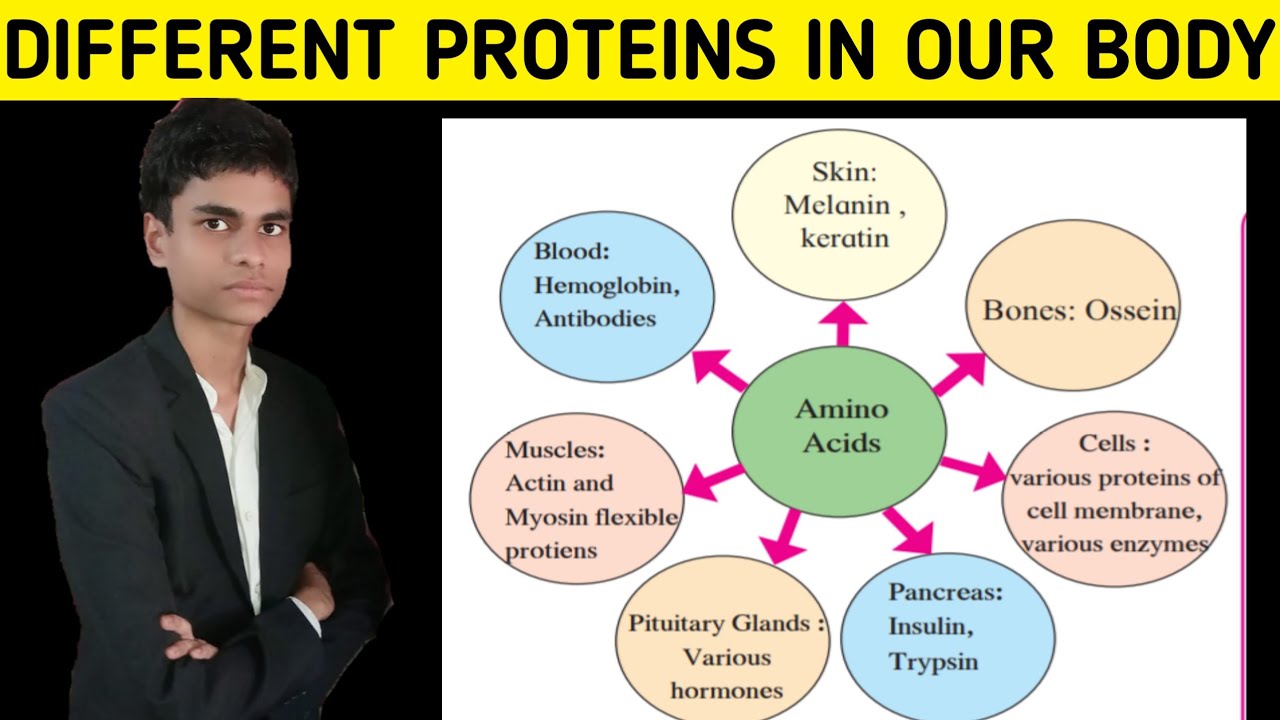 Examples Of Proteins In The Body