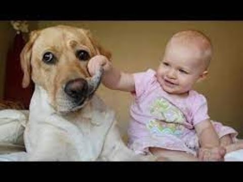 Dog and Human Baby Raising: A Comparative Exploration - YouTube