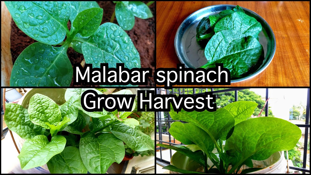 How to grow Wali bhaji/Malabar Spinach at home | Lockdown vegetable ...